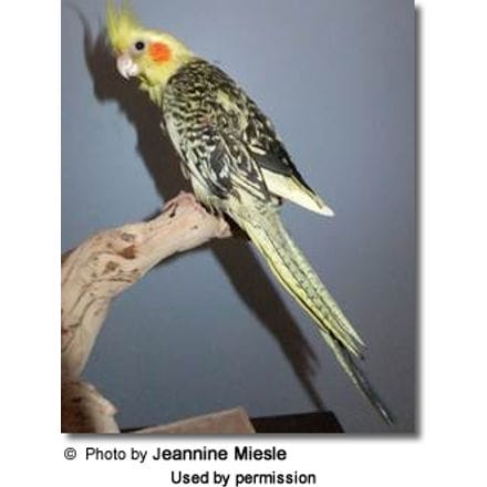 Resolution of Xanthomatosis without Surgical Intervention by J. Miesle