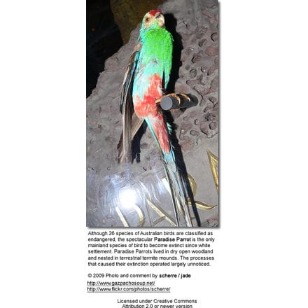 Paradise Parrots aka Beautiful Parakeet