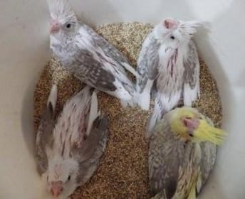 Pet Birds: Hand-raised or Parent-raised: Which is better for the birds?