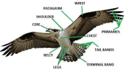 Avian Anatomy - Images of Muscles & Tendons, Feather Piloerection