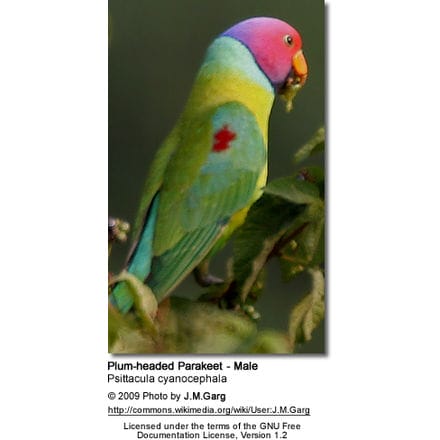 Plum-headed Parakeets aka Plum Head
