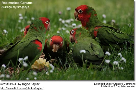Cherry Head / Red-masked Conures