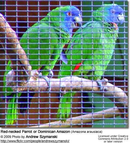 The Red-necked or Blue-faced Amazon Parrot