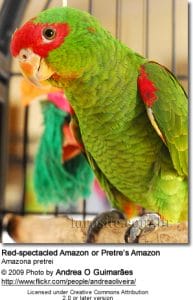 Red-spectacled Amazon Parrot or Pretre's Amazon