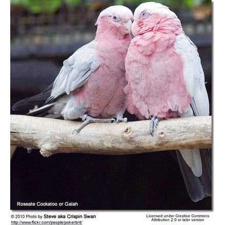 Galah or Rose-breasted Cockatoos / Roseate