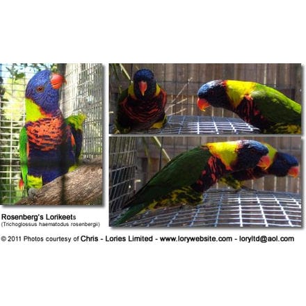 Rosenberg's Lorikeets