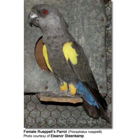 Rüppell's Parrots, Ruppel's or Rueppel's Parrots