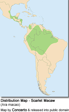 Scarlet Macaws aka Red & Yellow Macaws