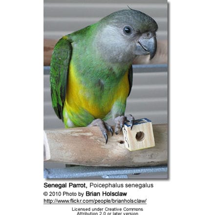 Senegal Parrots aka Yellow-vented Parrots