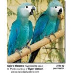 Spix's Macaw (Cyanopsitta spixii)