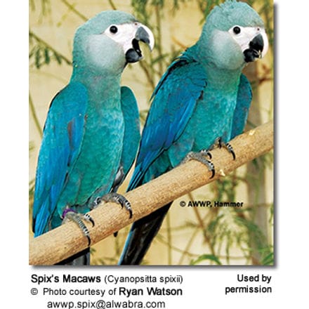 Historic Background of the Spix's Macaw