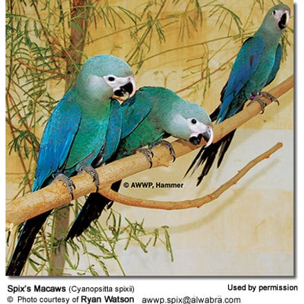Spix's Macaws: Physical Description, Behavior and Calls / Vocalizations