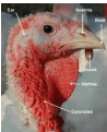 Avian (Bird) Anatomy - Images of Head & Beak by Jeannine Miesle