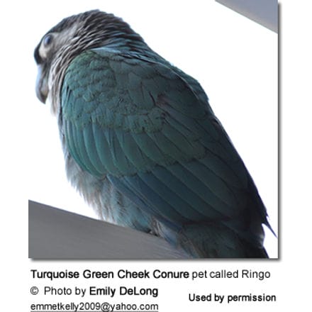 Green-cheeked Conure Mutations