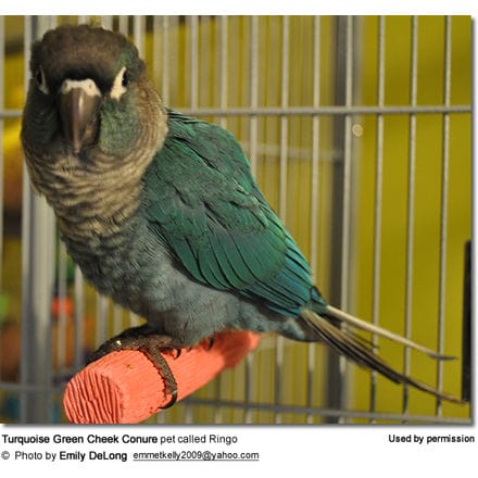 Green-cheeked Conure Mutations