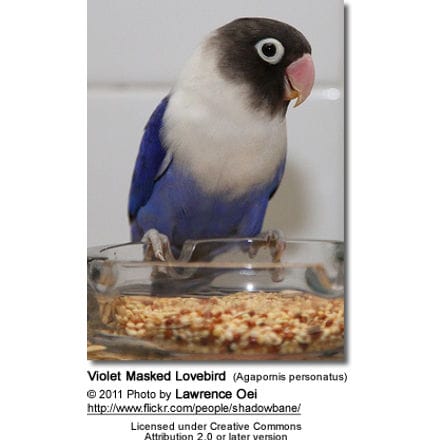 Black-masked Lovebirds aka Masked Lovebirds (Eye-rings)