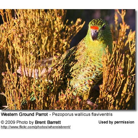 Western Ground Parrot