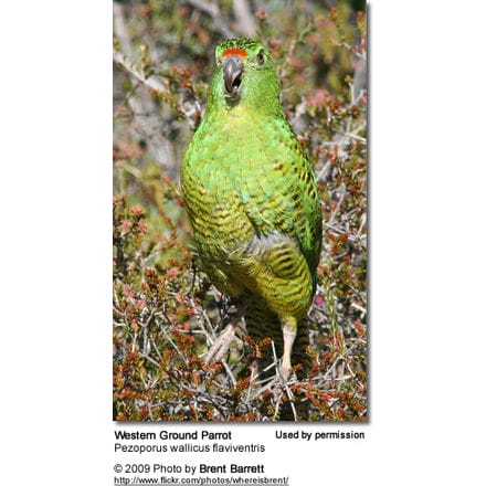Western Ground Parrot