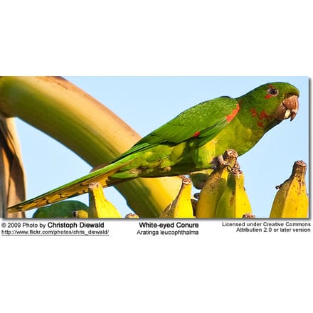 White-eyed Conure (Aratinga leucophthalma)