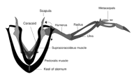 Avian Anatomy - Images of Muscles & Tendons, Feather Piloerection