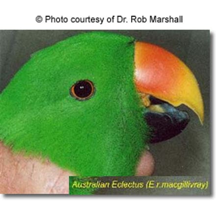 Eclectus Parrots - Sub-species Identification