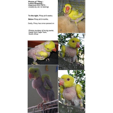 Birds: Common Feather & Skin Disorders