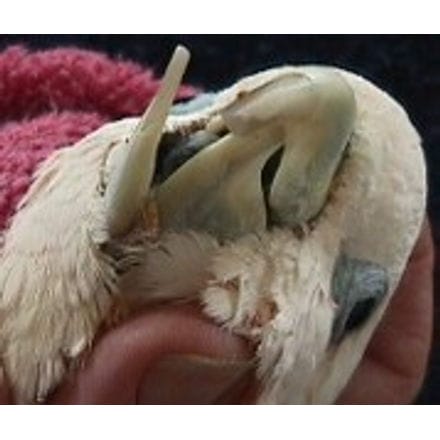 Beak Problems / Deformities