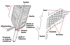 Avian (Bird) Anatomy - Images of Feathers & Skin by Jeannine Miesle