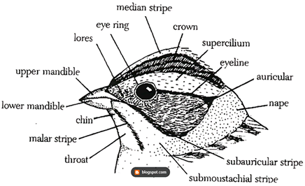 Avian (Bird) Anatomy - Images of Head & Beak by Jeannine Miesle