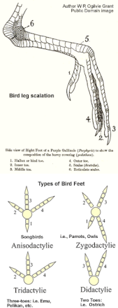 Bird / Avian Anatomy