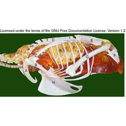 Bird / Avian Anatomy