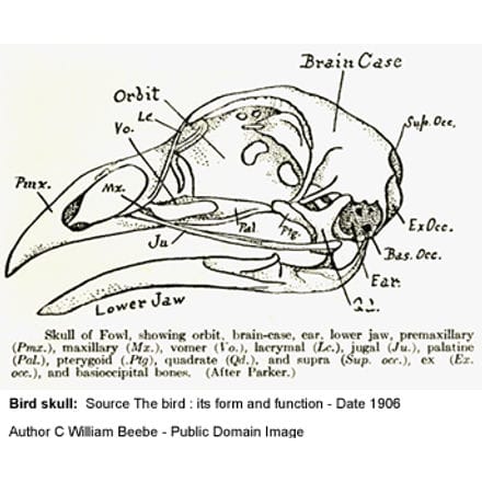 Bird / Avian Anatomy