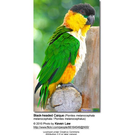 Black-headed Caiques