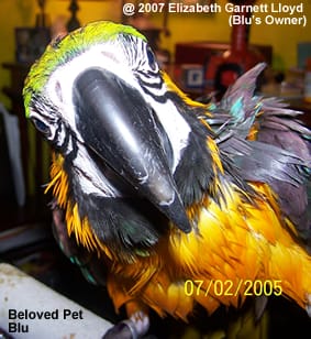 Older Pet Birds: What to expect