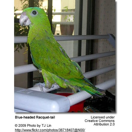 Blue-headed Racket-tailed Parrots aka Palawan Racquet-tail Parrots