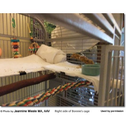 Caring for a Handicapped Bird