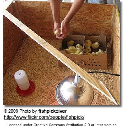 Setting Up Brooders & Brooder Temperatures Optimal for Raising Chicks