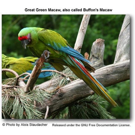 Buffon's Macaws aka Great Green or Grand Military Macaws