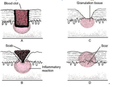 Avian (Bird) Anatomy - Images of Bird Wound Healing Processes