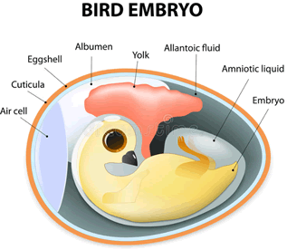 Avian (Bird) Anatomy - Images of Bird Reproductive Organs by Jeannine