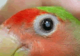Avian (Bird) Anatomy - Images of Bird Eye Anatomy / Sensory Perception