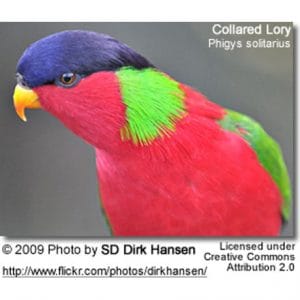Collared Lory aka Solitary Lory or Ruffed Lory