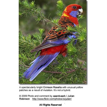 Crimson Rosellas also called the Pennant's Rosellas