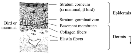 Avian (Bird) Anatomy - Images of Feathers & Skin by Jeannine Miesle
