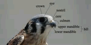 Avian (Bird) Anatomy - Images of Head & Beak by Jeannine Miesle