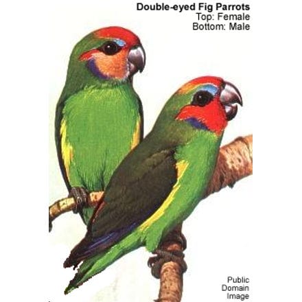 Double-eyed Fig Parrots, Two-eyed Fig Parrots, Red-faced Fig Parrots