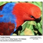 Eclectus Parrots - Sub-species Identification