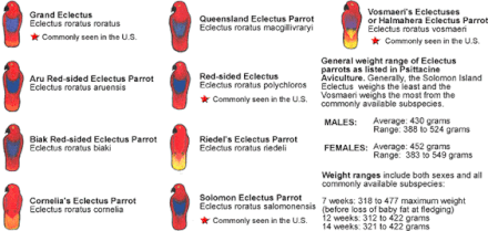 Eclectus Parrots - Sub-species Identification