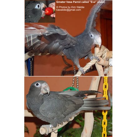 Vasa Parrots as Pets