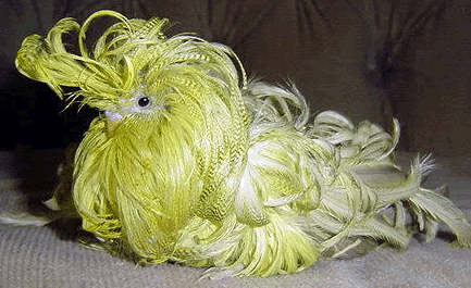 Avian (Bird) Anatomy - Images of Feathers & Skin by Jeannine Miesle